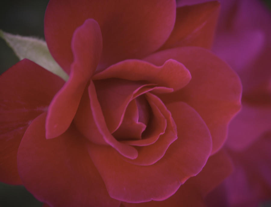 The Rose Photograph by Brian Wright - Fine Art America