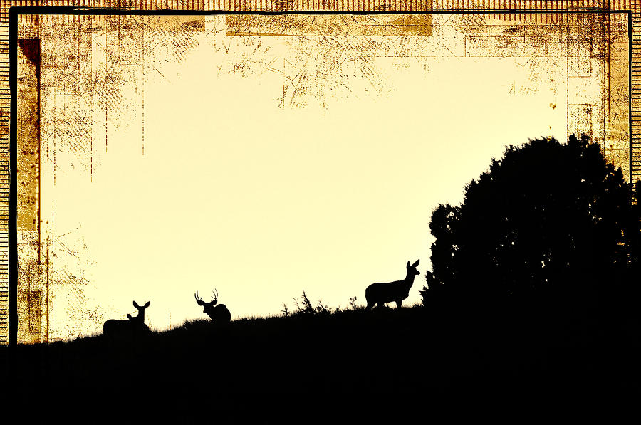 The Rut Photograph by Daniel Morgan - Pixels