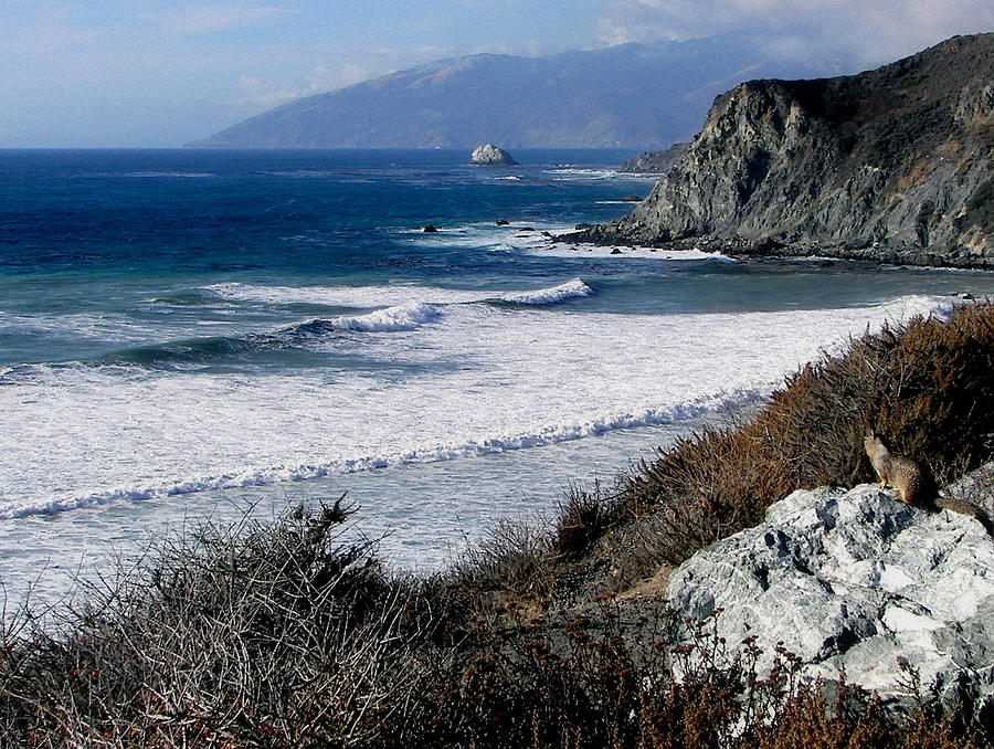 The Sea Squirrel Photograph by Karen Wiles | Fine Art America