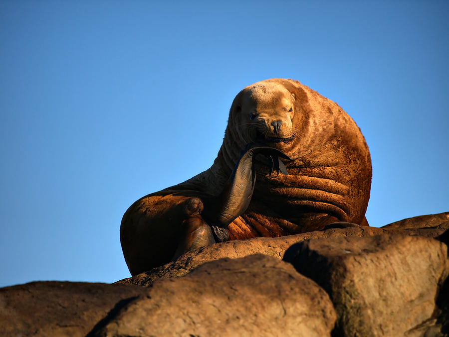 The Thinker Photograph by Derek Holzapfel - Fine Art America