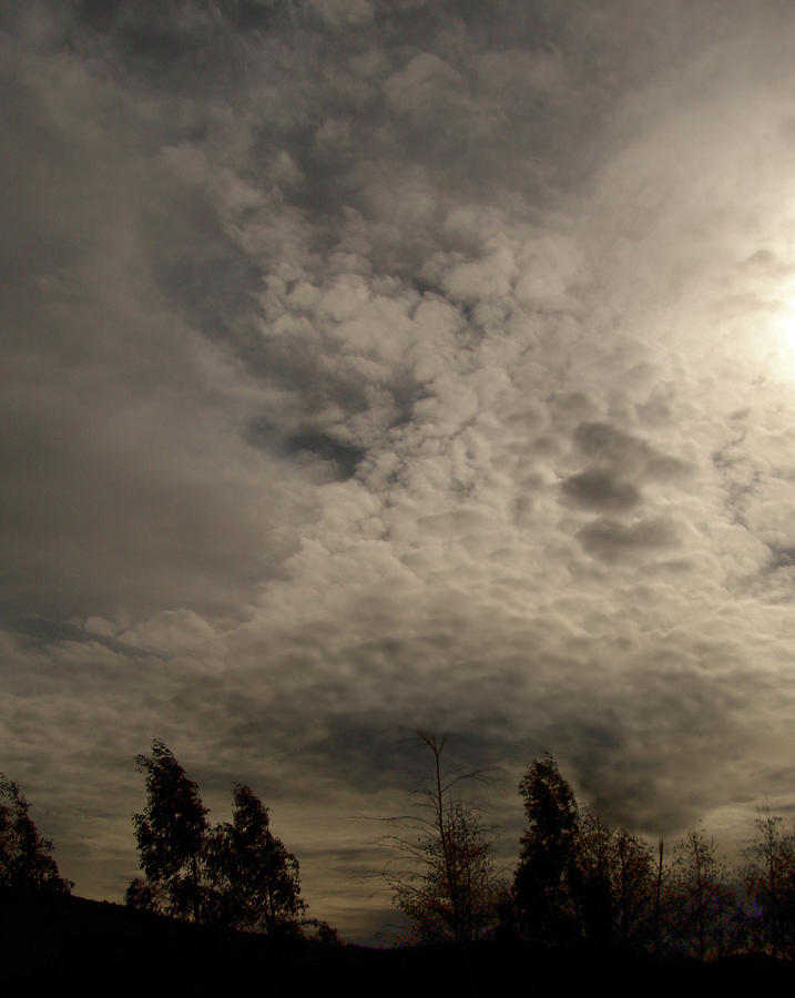 The Tree Cloud Photograph by Barbara Stirrup