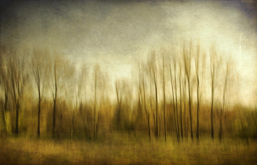 The Trees Photograph by David Turner - Fine Art America