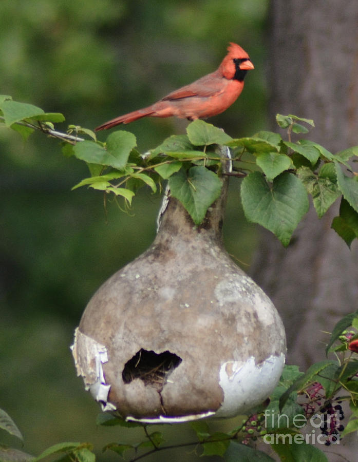 The Visitor Photograph by Dwayne Cain - Fine Art America