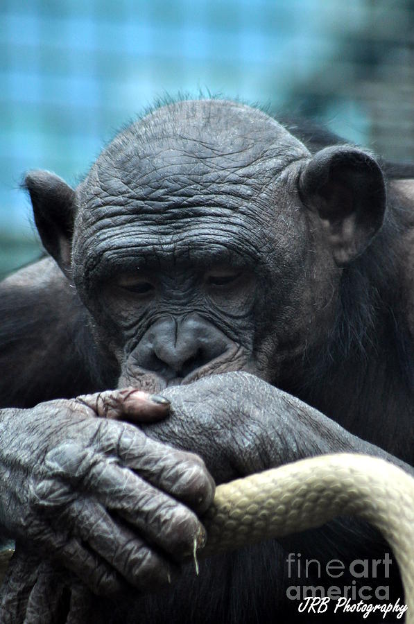 Thinker pose Photograph by Jennifer Bailey - Fine Art America