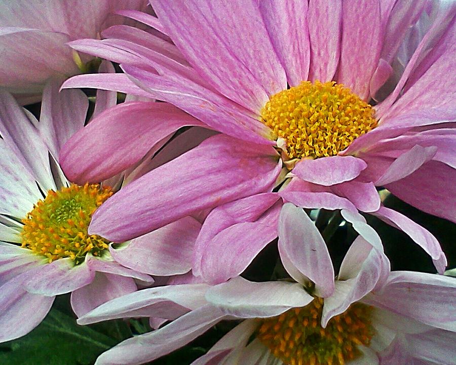 Thinking Spring Photograph by Kevin D Davis - Fine Art America