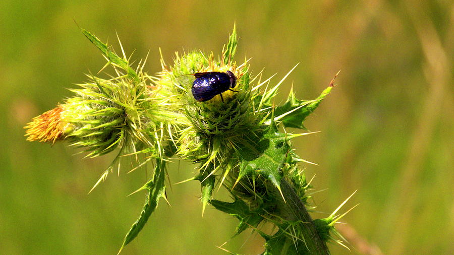 Thistle Bug Photograph by Eric Neitzel | Fine Art America