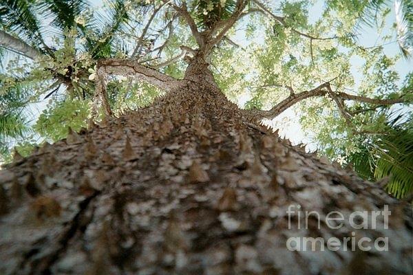 Thorns devour tree Photograph by Kaila Standon - Fine Art America