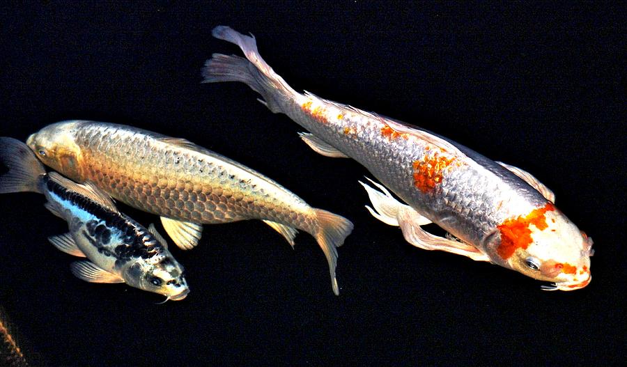Three Koi Photograph by Don Mann - Fine Art America