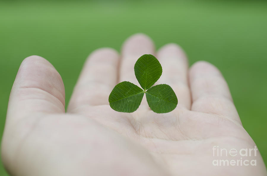 Three leaf clover Photograph by Mats Silvan - Pixels