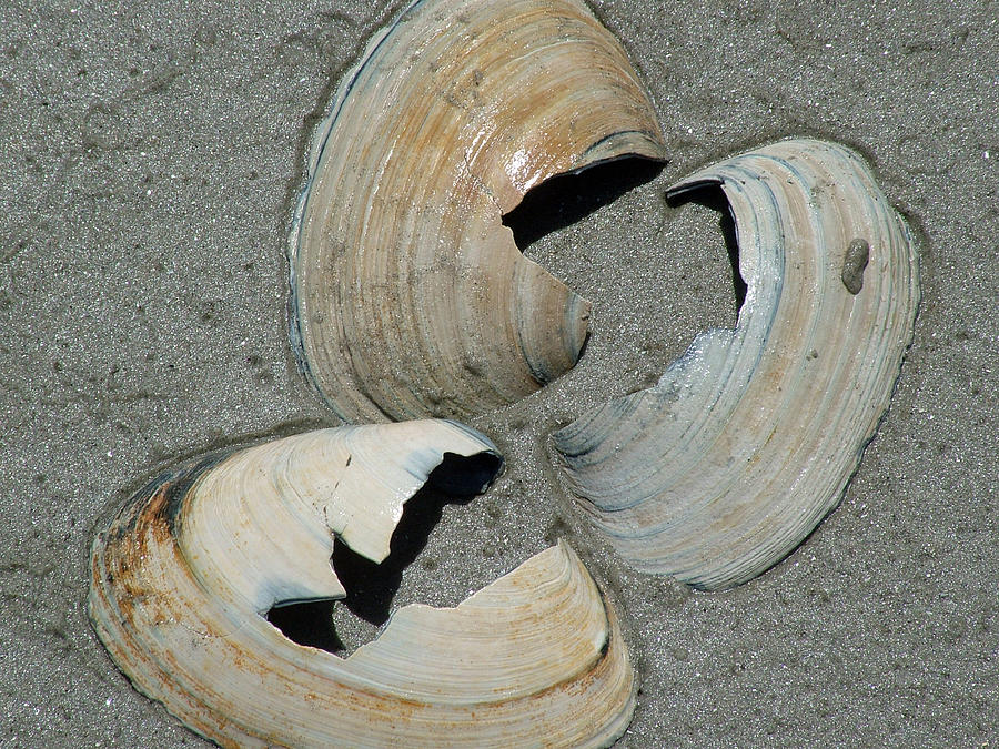 Three Shells Photograph by Fredrik Ryden | Pixels