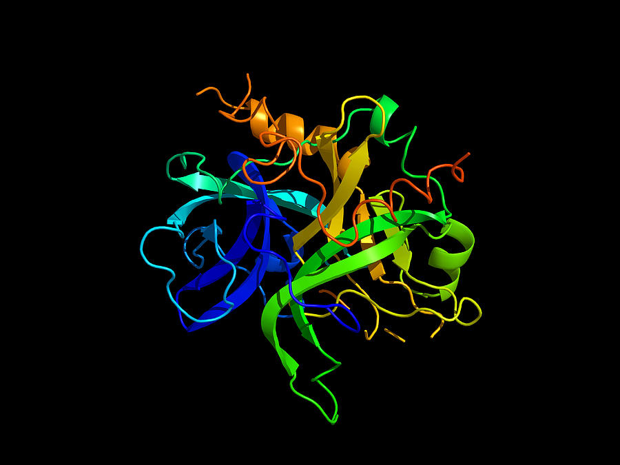 Thrombin Protein, Secondary Structure Photograph by Science Photo ...