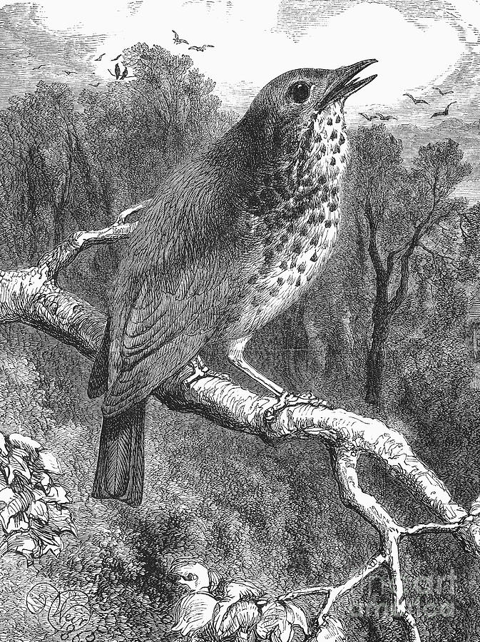 Thrush Photograph by Granger | Pixels