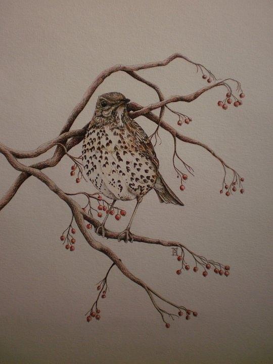 Thrush Drawing by Nikki McIvor - Pixels