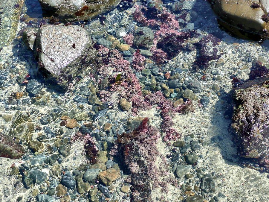 Tide Pool Photograph by E White - Fine Art America