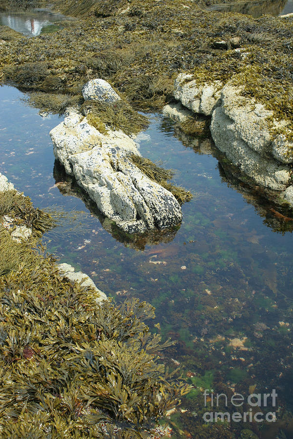Tidepool by Ted Kinsman