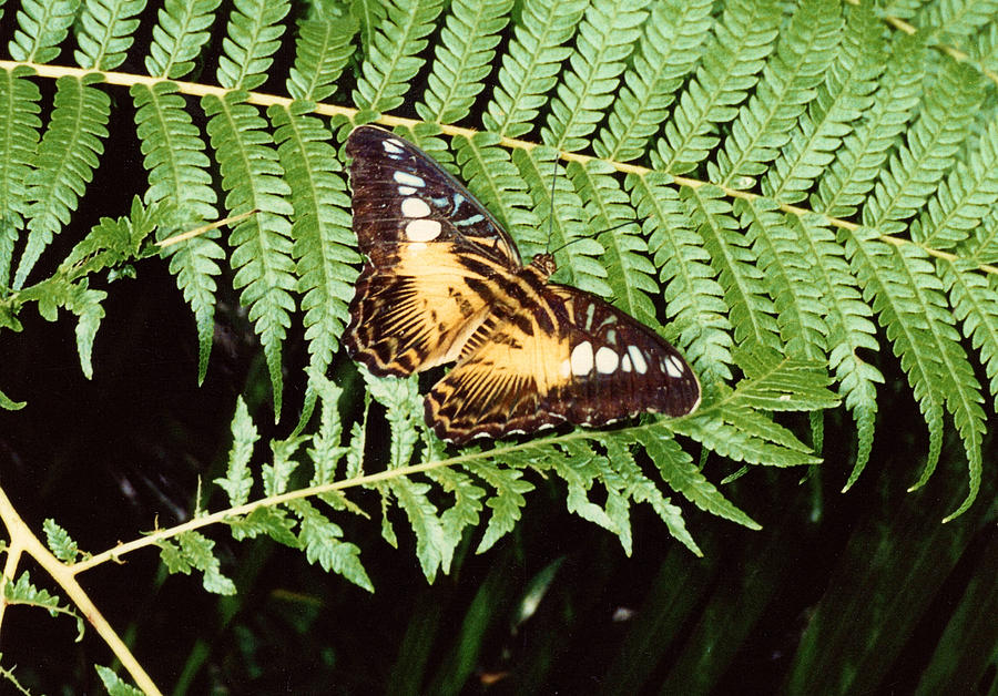 Tiger Crescent A Photograph by Michael Reymann - Fine Art America