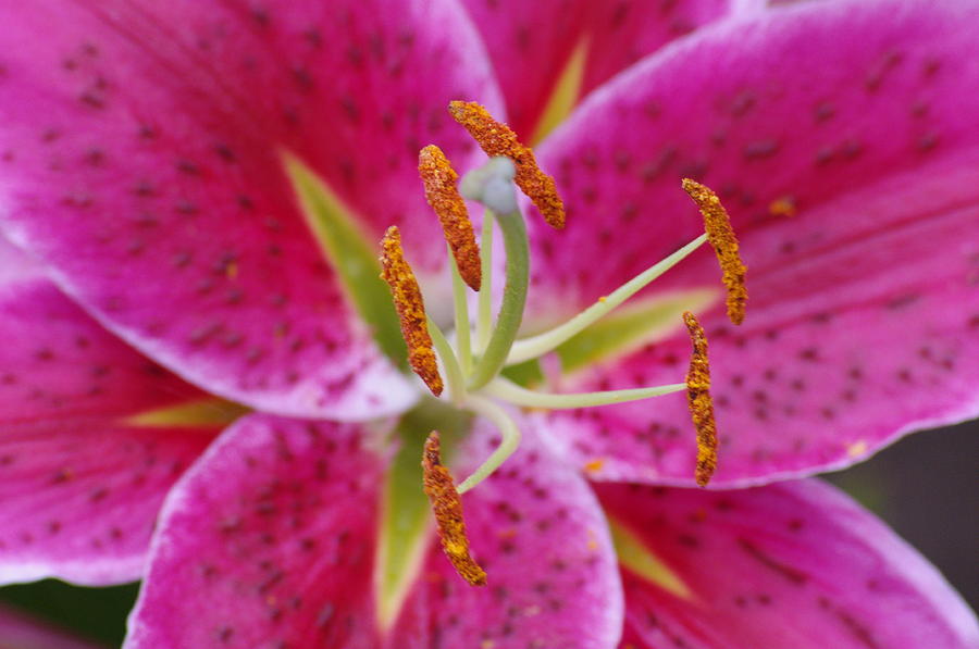 Tiger Lilly Photograph by Michael Vickers - Pixels