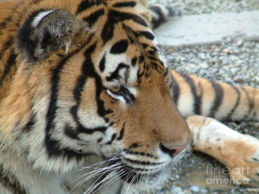 Tiger Photograph by Marilyn Foreman - Fine Art America