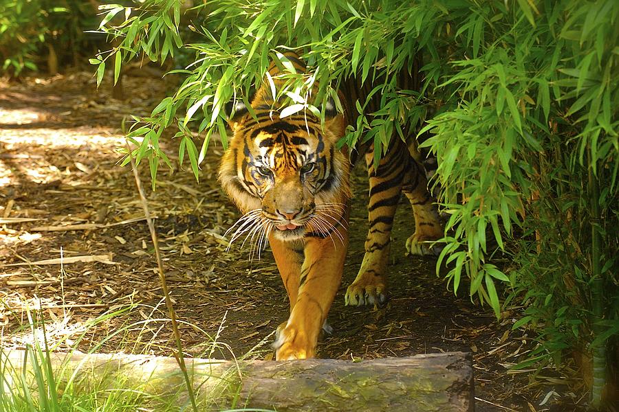 Tiger Tiger Photograph by Peter Bone - Fine Art America