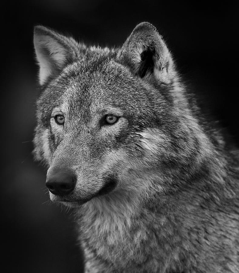 Timber Wolf Photograph by John Taggart - Fine Art America