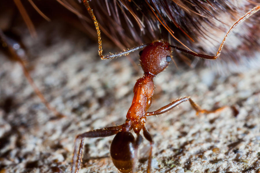 tiny Ant Photograph by Craig Lapsley | Fine Art America