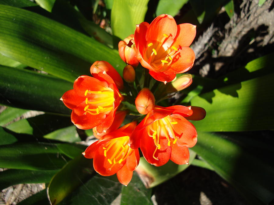 Tiny Bud's Photograph by Donna J Slatton - Fine Art America