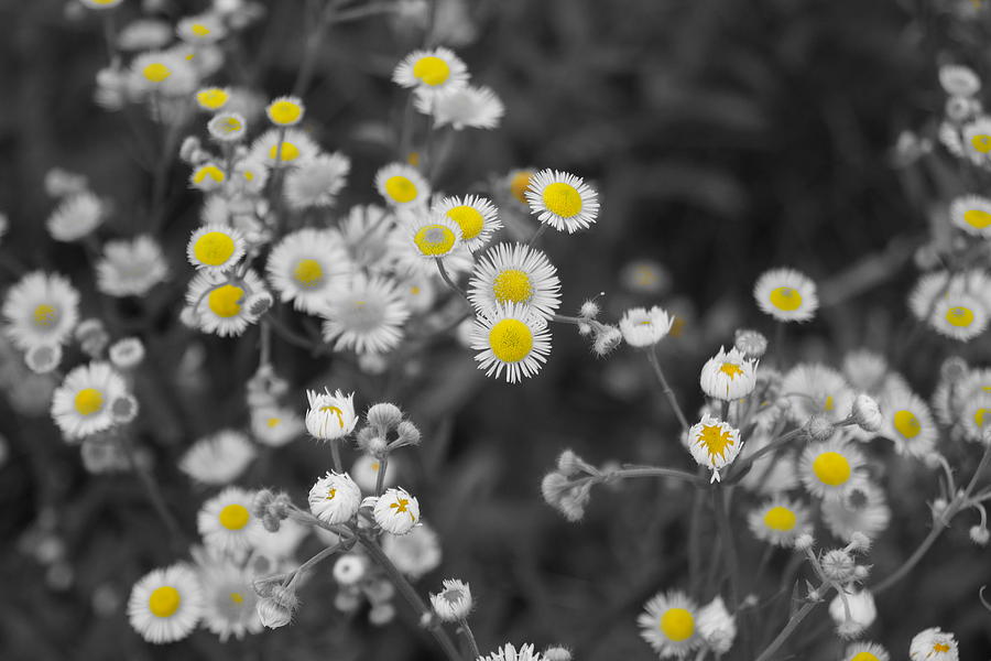 Tiny Daisies Photograph by Sandra Kotecki - Pixels