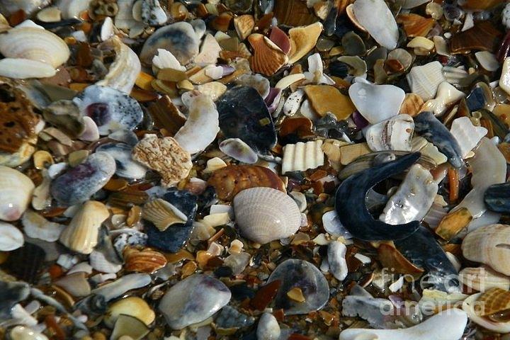 Tiny Shells Photograph by Valerie Nelson - Fine Art America