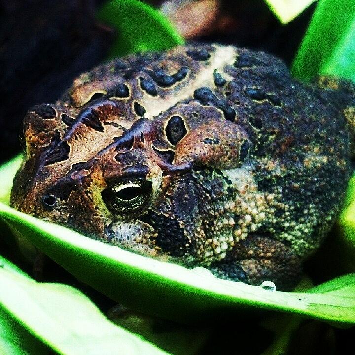 Tired Toad Photograph by Allie Corcoran - Fine Art America