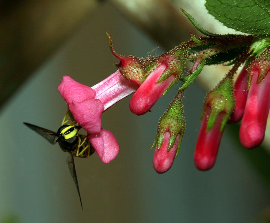 To bee... Photograph by Ricardo Oliveira - Fine Art America