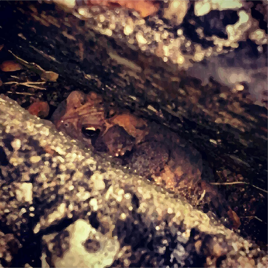 Toad Digital Art by Katrina Slater - Fine Art America