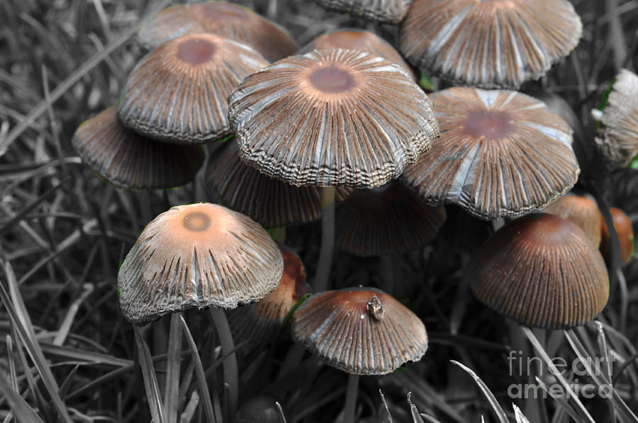 Toadstool City Photograph by Ginger Harris - Fine Art America