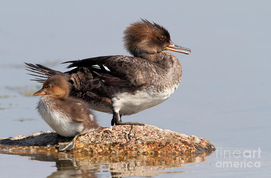 Together Photograph by Gary Fairhead - Fine Art America