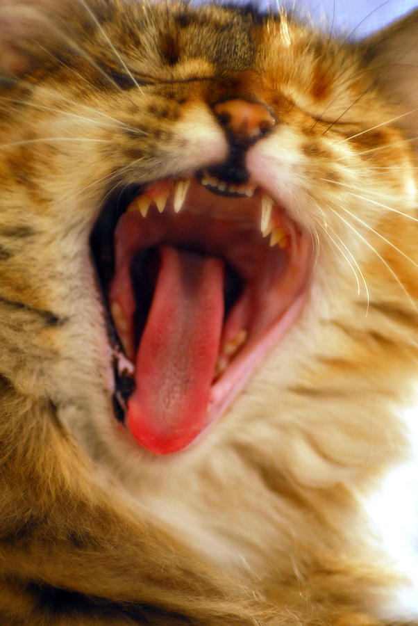 Too Funny Photograph by Mendell Patton - Fine Art America