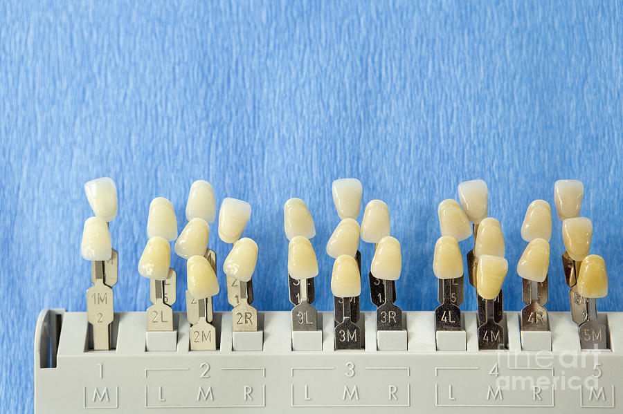 Tooth Samples Photograph by Andersen Ross - Pixels