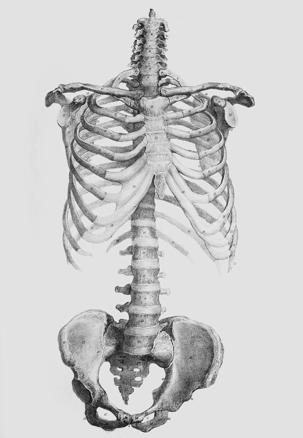 Torso Bones by Science Photo Library