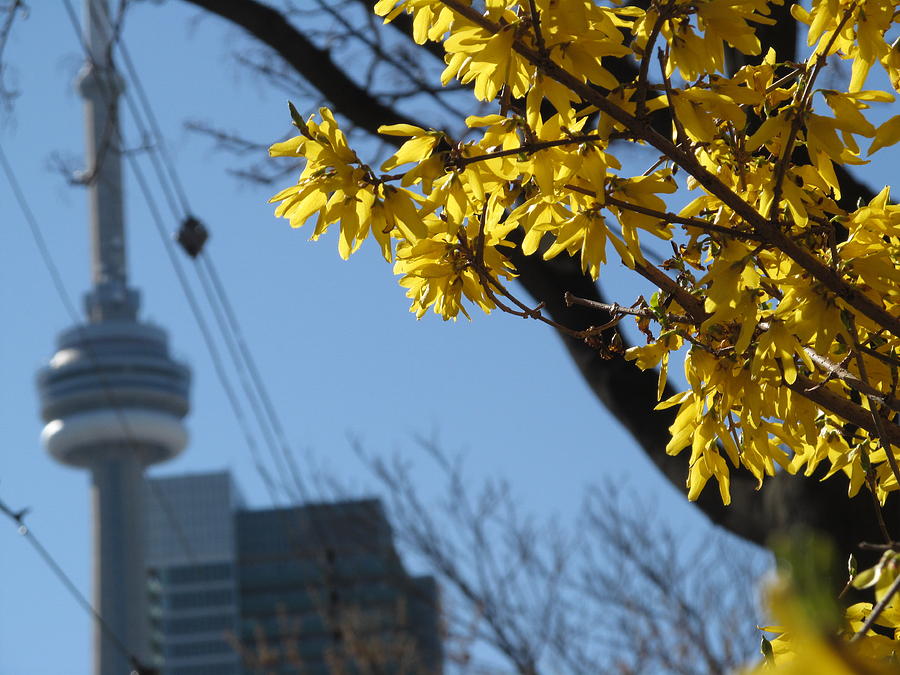 Tower Of Spring Photograph by Alfred Ng | Fine Art America