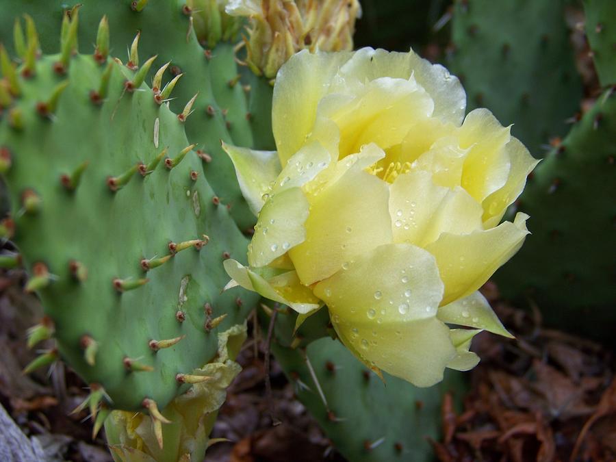 Translucent Cactus Flower Photograph by Su Barton - Fine Art America