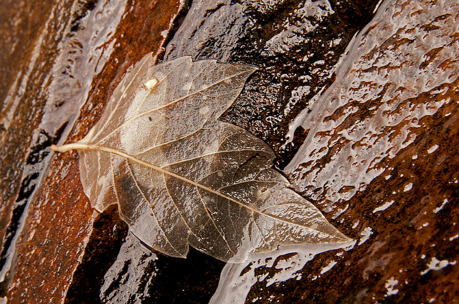 Translucent Photograph by Earl Nelson - Fine Art America