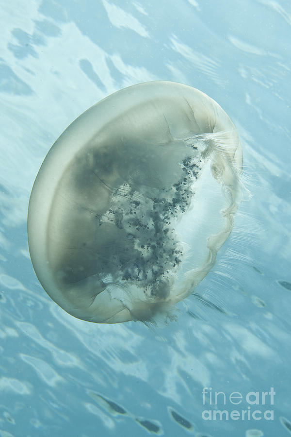 Translucent Jellyish Floating Photograph by Mathieu Meur - Pixels