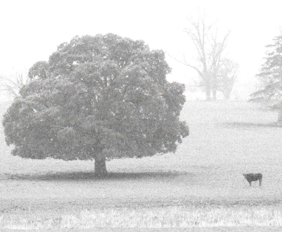 Tree and bull in field Photograph by Daniel Blatt - Pixels