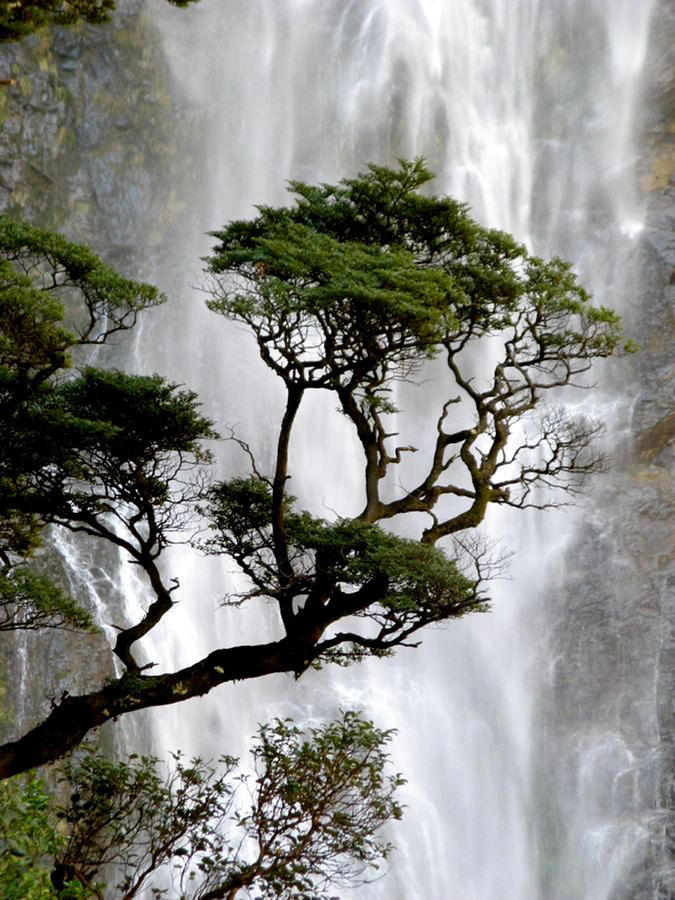 Tree and Falls Photograph by Robert Hirsch - Pixels