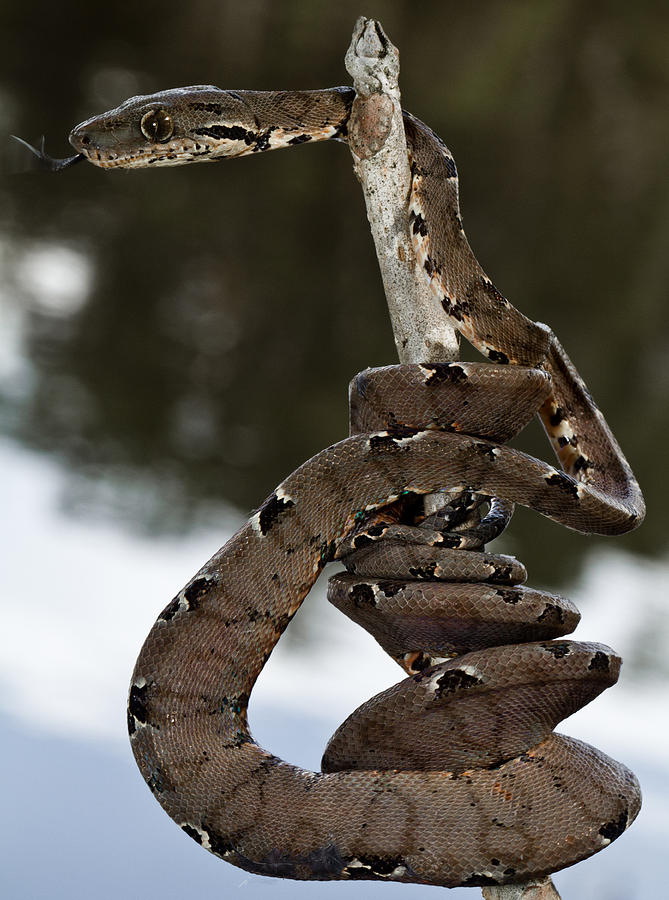 Tree Boa Photograph by Jerril Mathew - Fine Art America