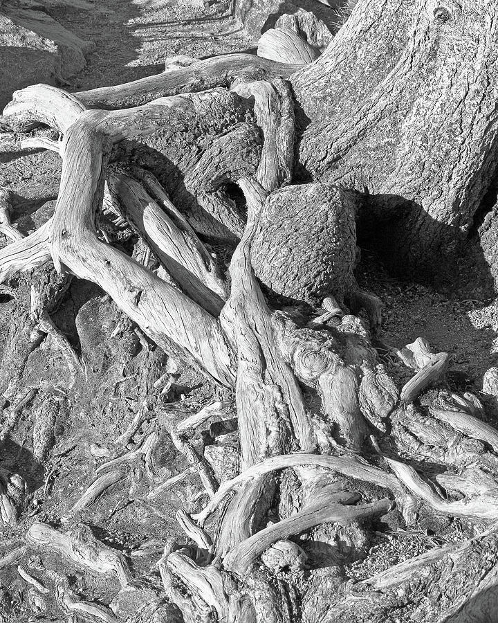 Tree Bones Photograph by Paul Weber - Fine Art America