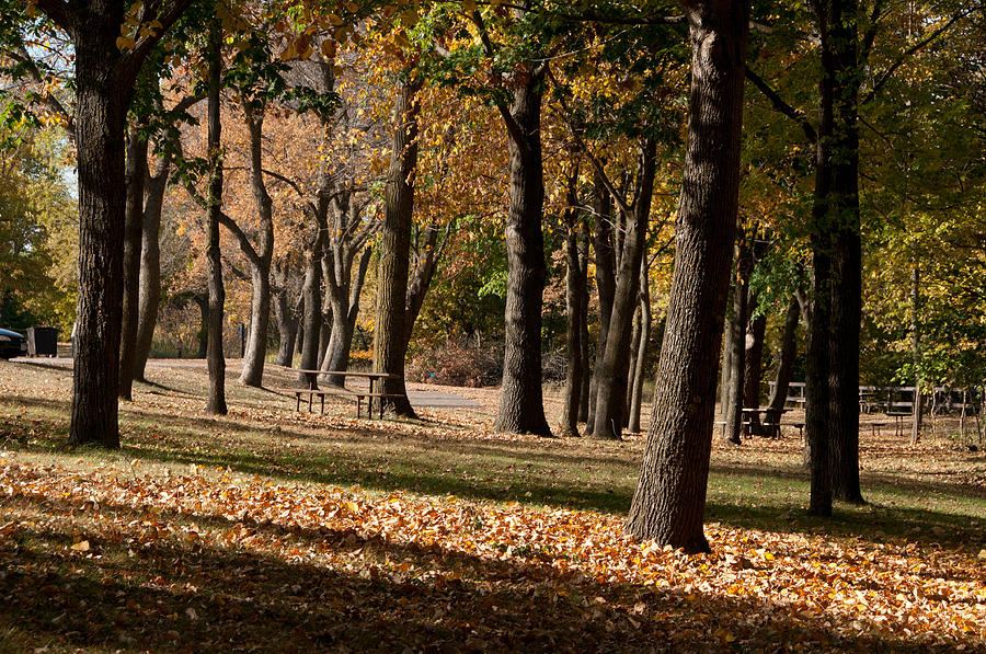 Tree Collonade Photograph by Jim Albert - Fine Art America