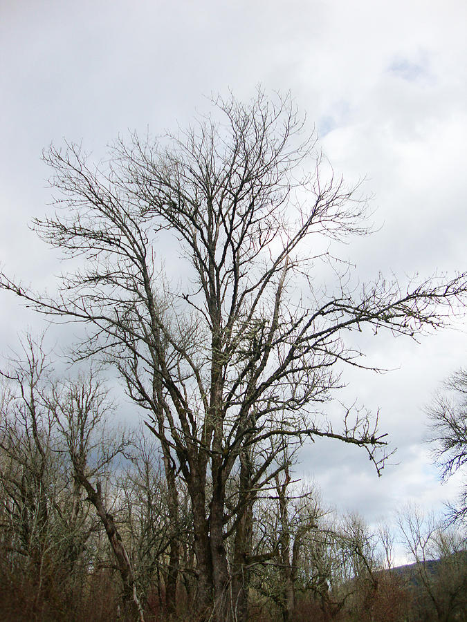 Tree Photograph by Danielle Del Prado - Fine Art America