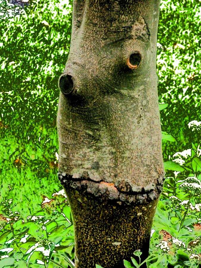 Tree Face Photograph by Beth Akerman - Fine Art America