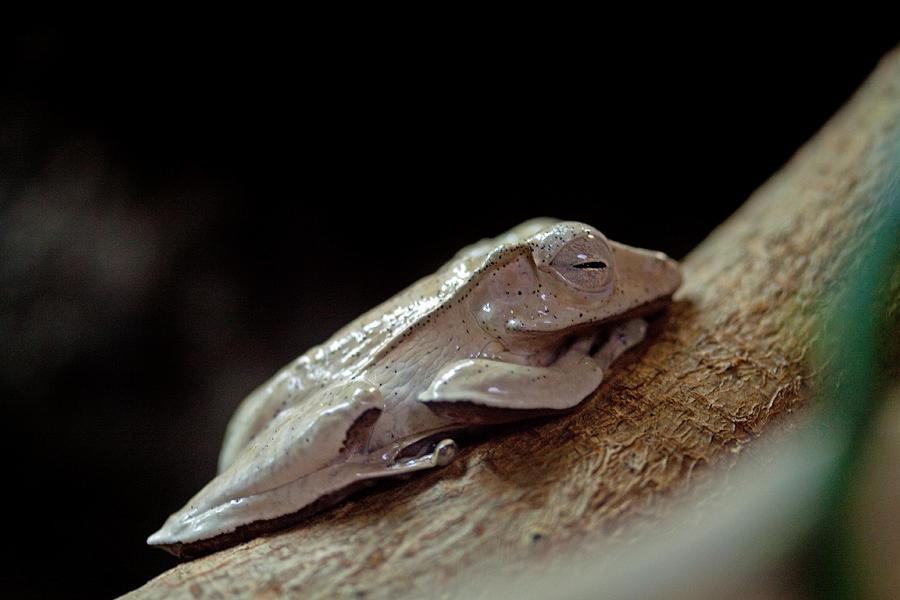 Tree Frog Photograph by Dan Lease - Fine Art America