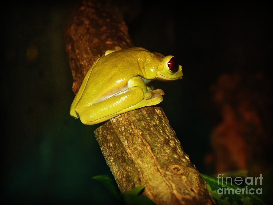 Tree Frog Photograph by Desiree Lyon - Fine Art America