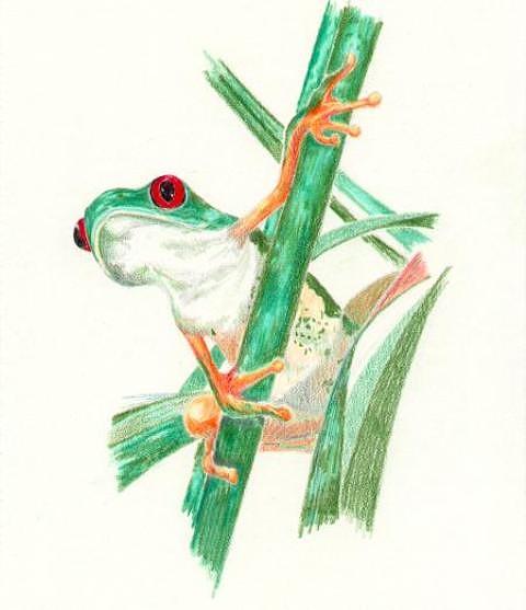 Tree Frog Drawing by Joni Beckner | Fine Art America
